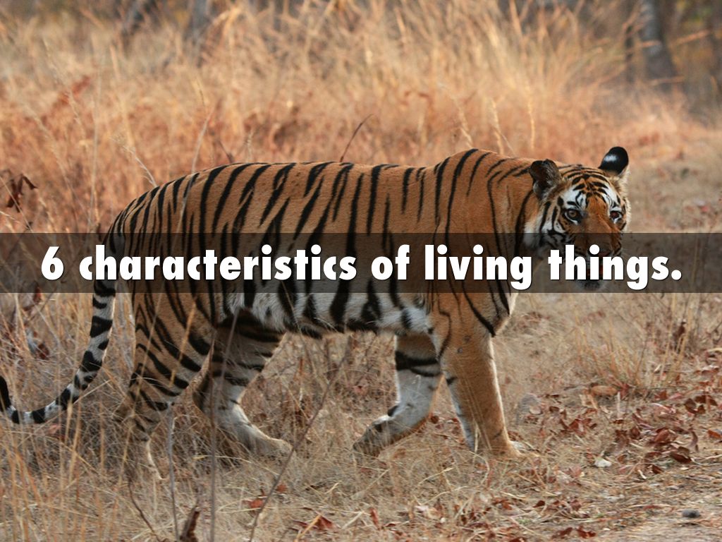 6 Characteristics Of Living Things By Mwilkes21 6-characteristics-of-living-things-by-mwilkes21